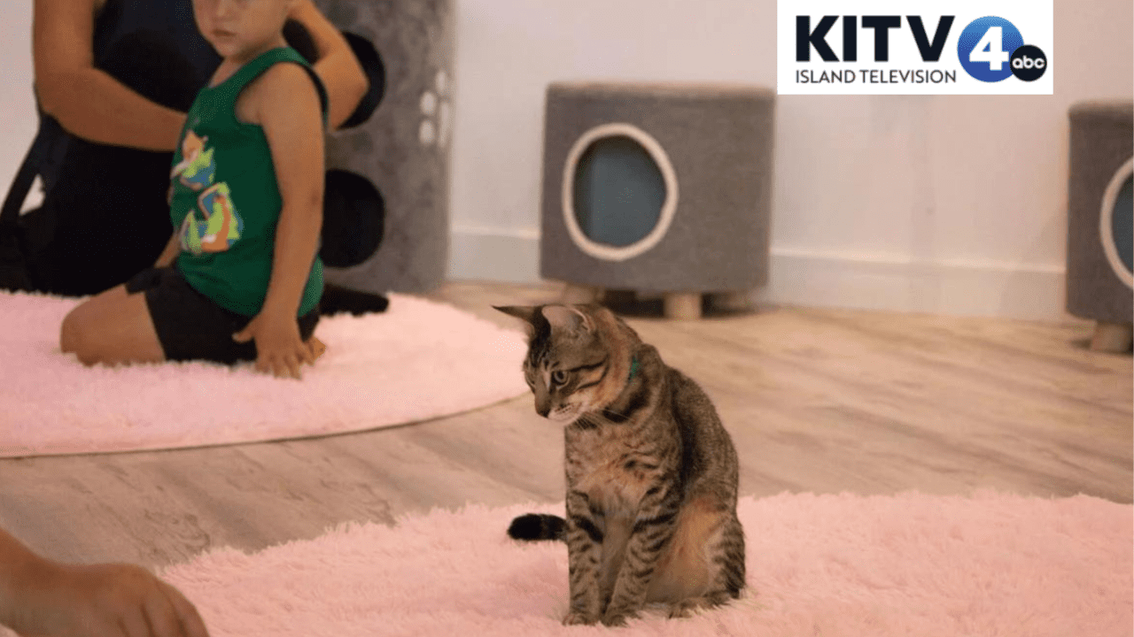 KITV 4: Maui's first cat café opens in Kahului - Maui Humane Society