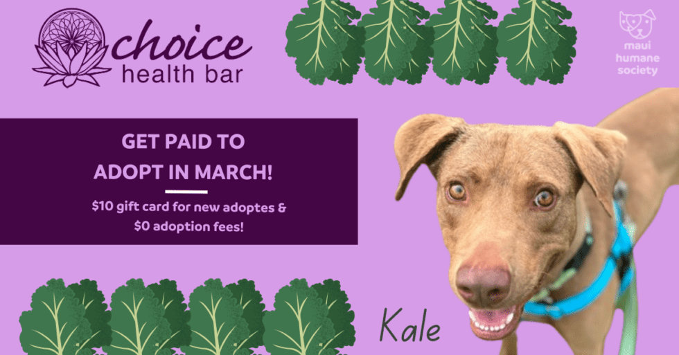 Choice Health Bar March Adoption Promotion - Maui Humane Society
