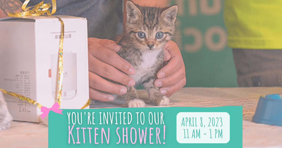 Kitten Shower! - Maui Humane Society