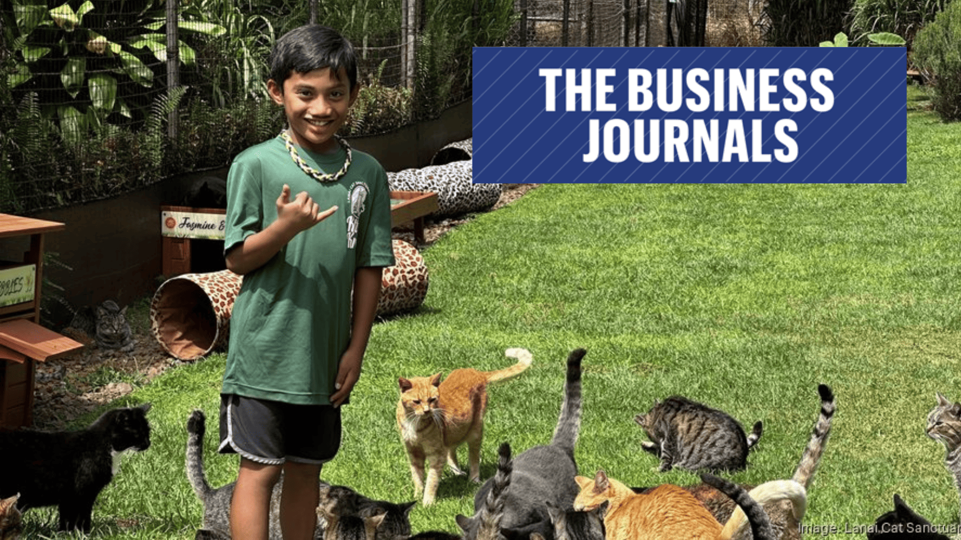 Lanai Cat Sanctuary and Maui Humane Society partner to house Lahaina ...