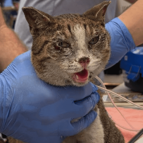 Fire Response - Maui Humane Society