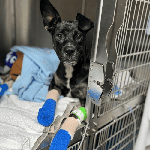 Fire Response - Maui Humane Society