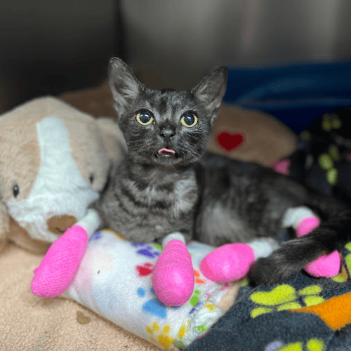 Fire Response - Maui Humane Society
