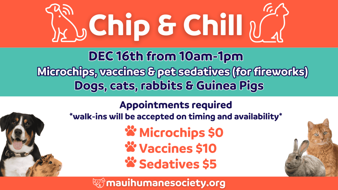 Chip & Chill - Maui Humane Society
