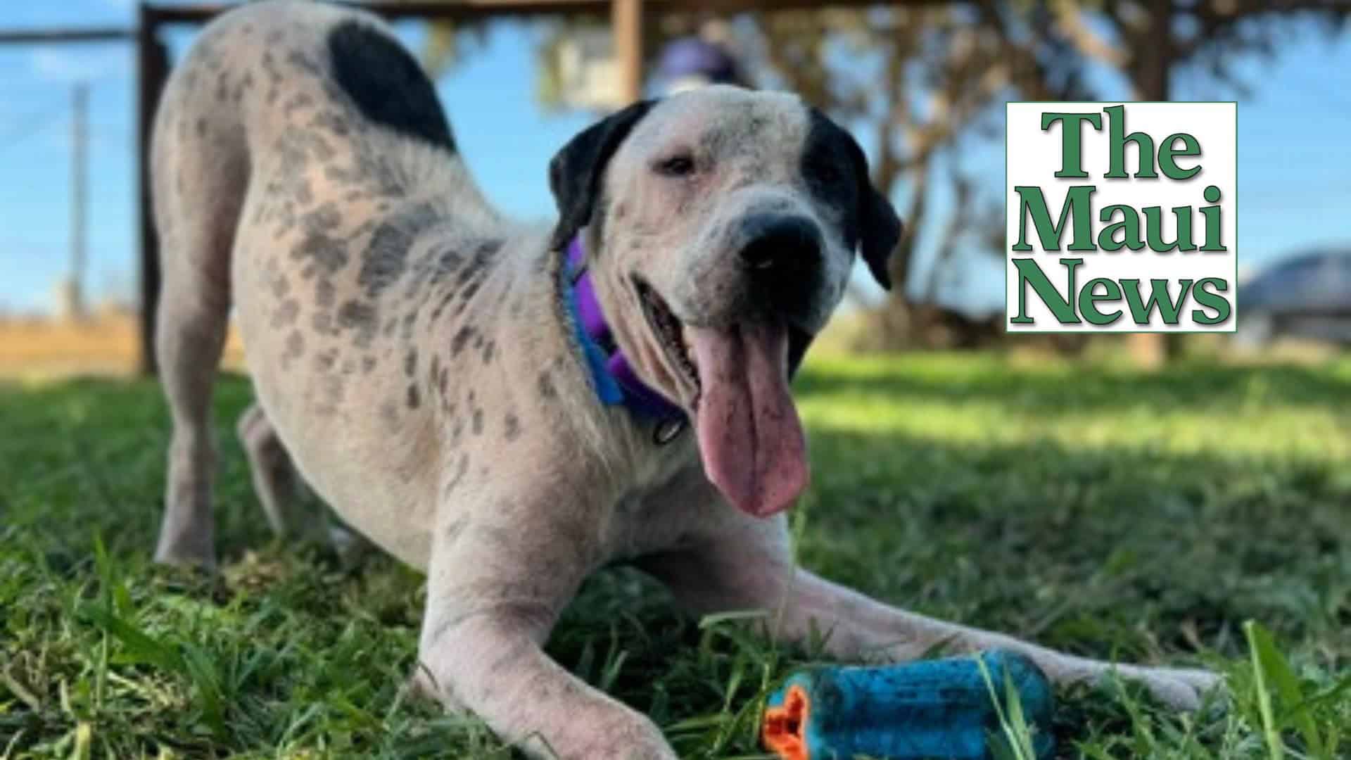 Maui Humane Society’s Pet of the Week: Meet Rell Sun - Maui Humane Society