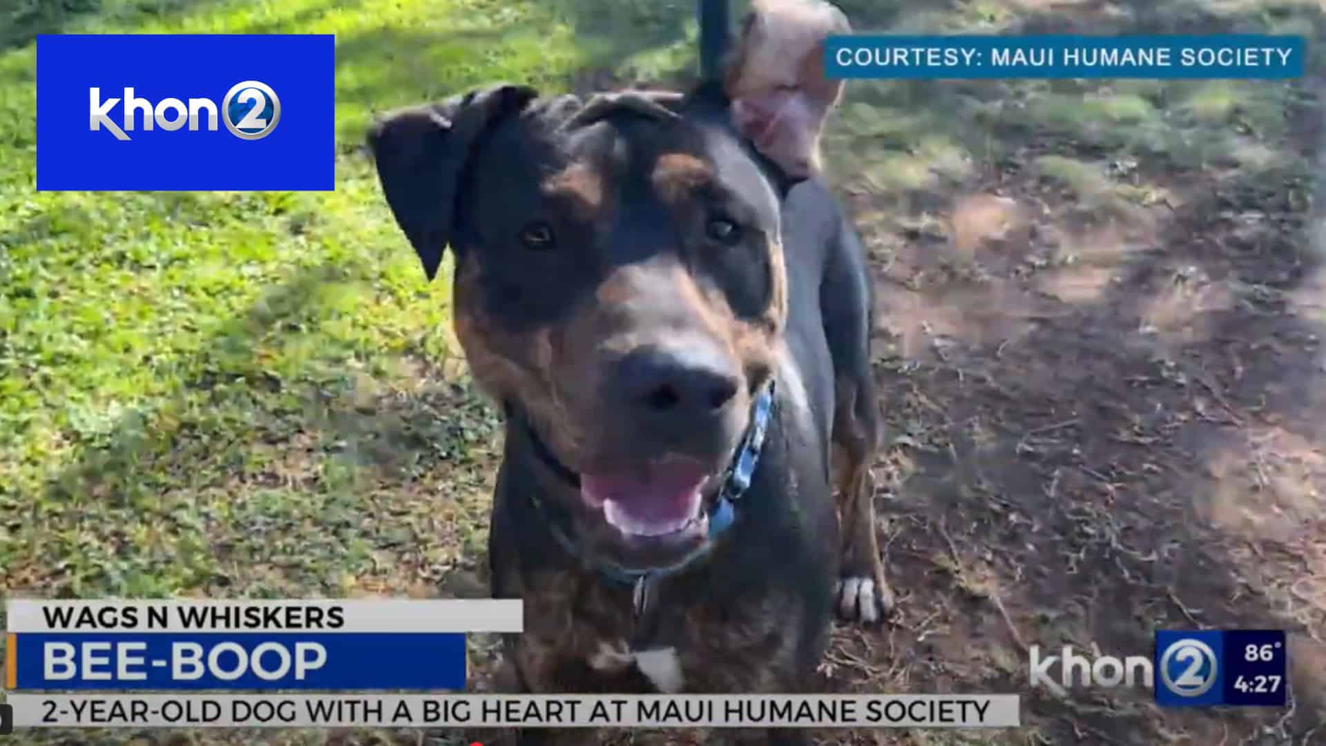 Home - Maui Humane Society