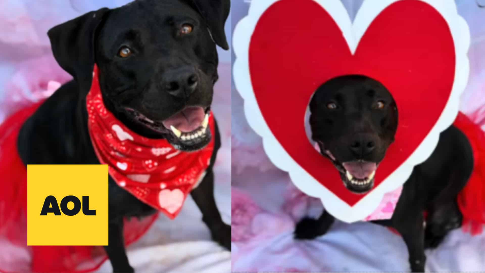 This Sweet Shelter Dog Dressed Up for a Valentine’s Day Photoshoot, Now ...